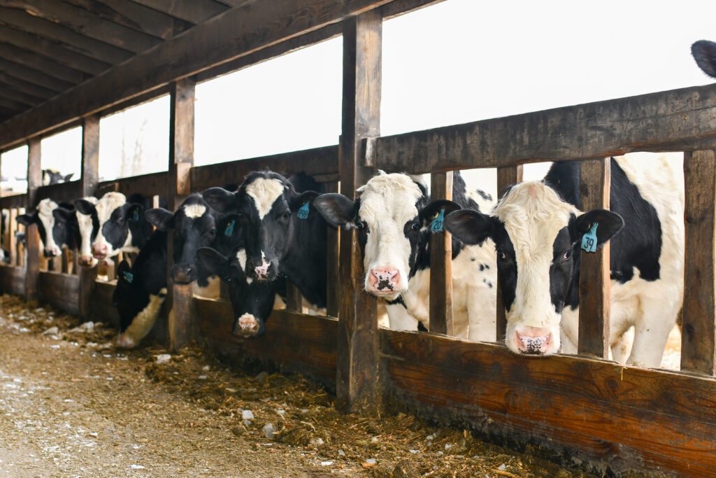 Down to Earth: Koppenol Dairy Farms, MMPA Top Quality Award